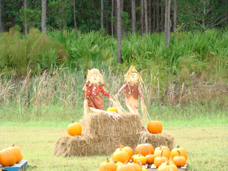 Pumpkin Patches in Northeast Florida 2020 | Northeast Florida Life